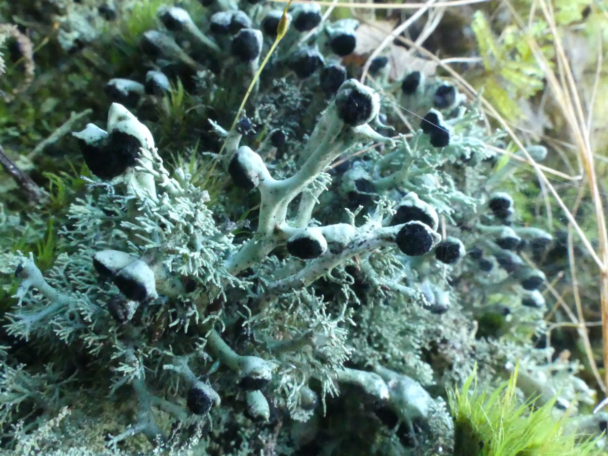 Cumbria Lichens and Bryophytes