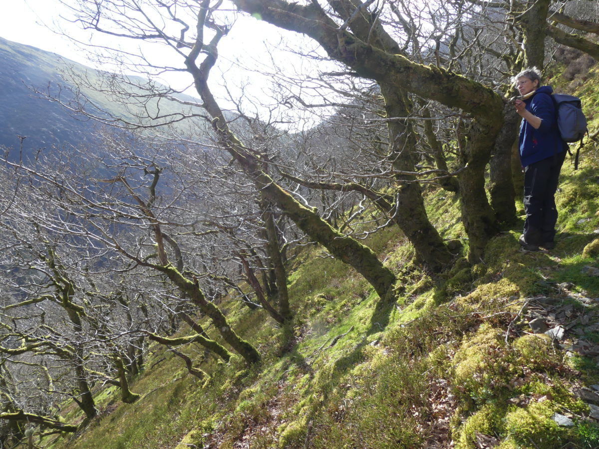 Cumbria Lichens and Bryophytes