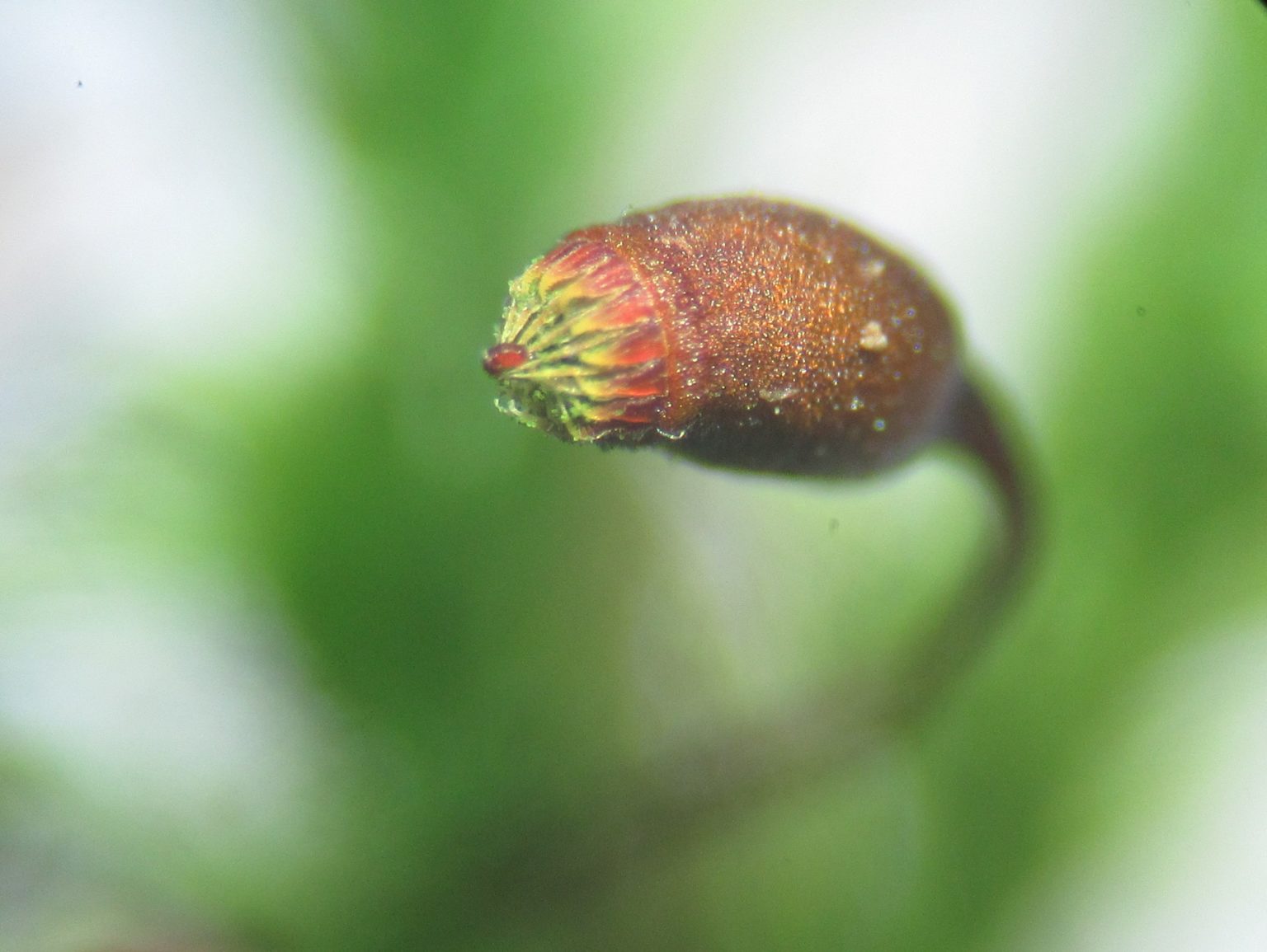 Cumbria Lichens and Bryophytes
