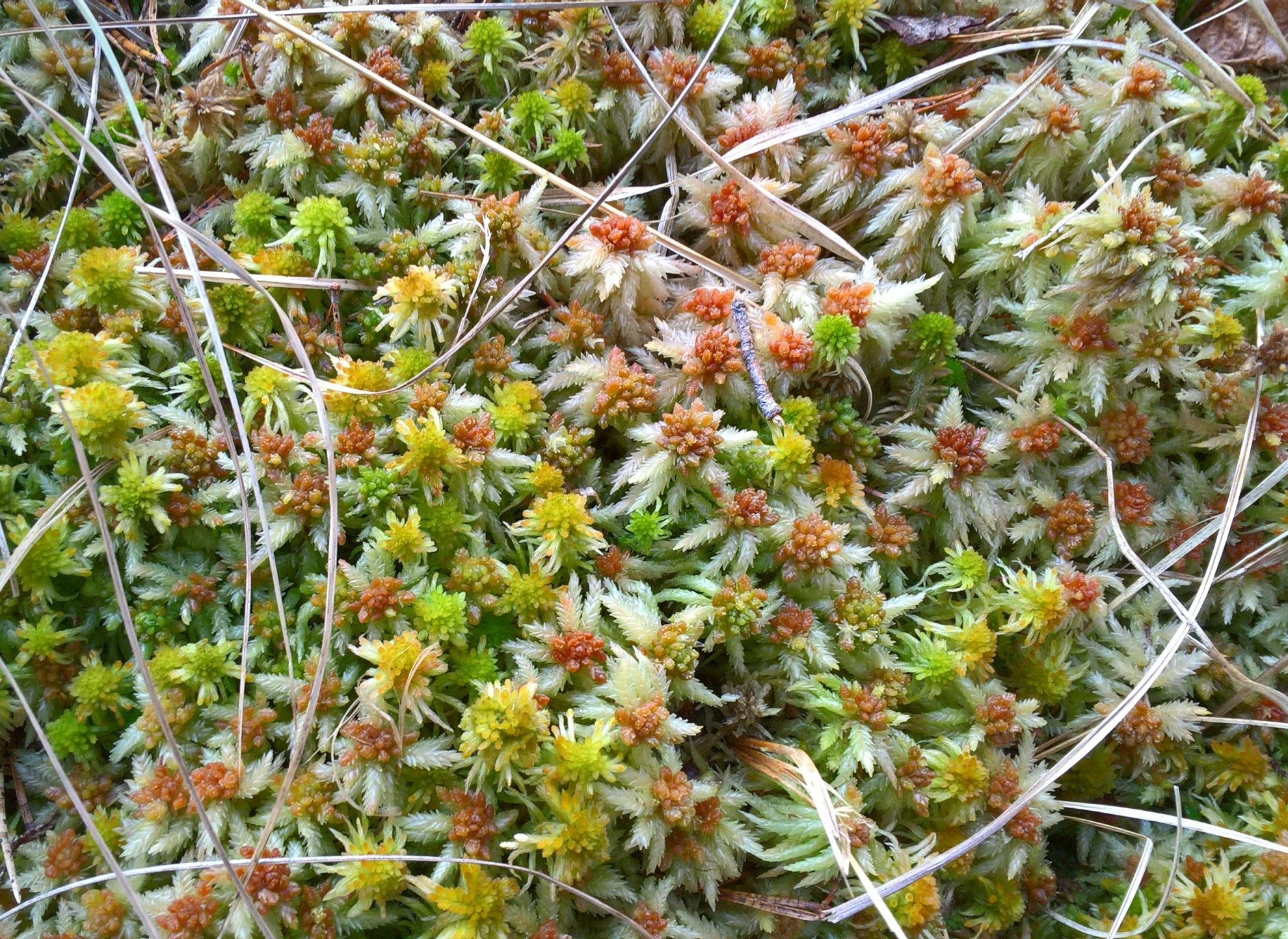 Cumbria Lichens and Bryophytes