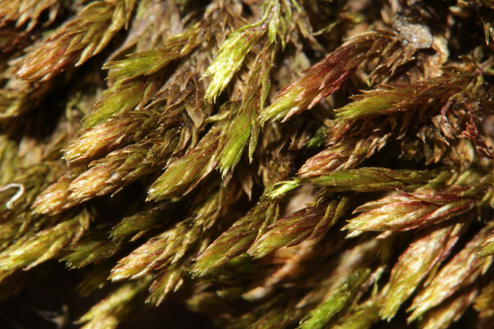 Bryum in Cumbria – Cumbria Lichens and Bryophytes