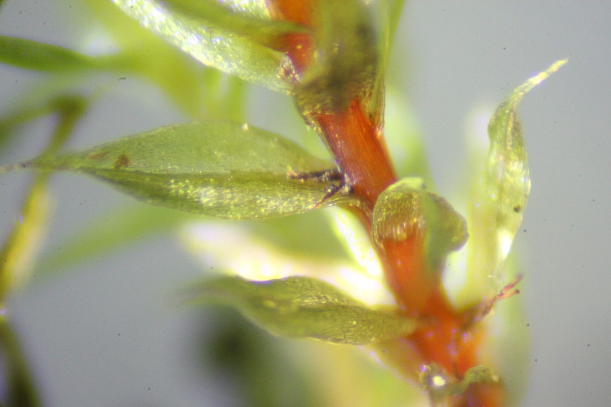 Bryophyte – Cumbria Lichens and Bryophytes