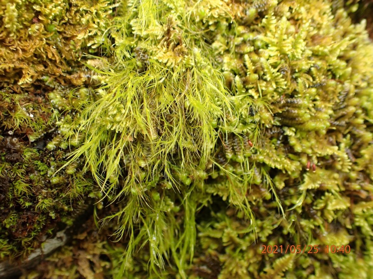 Bryophyte – Cumbria Lichens and Bryophytes