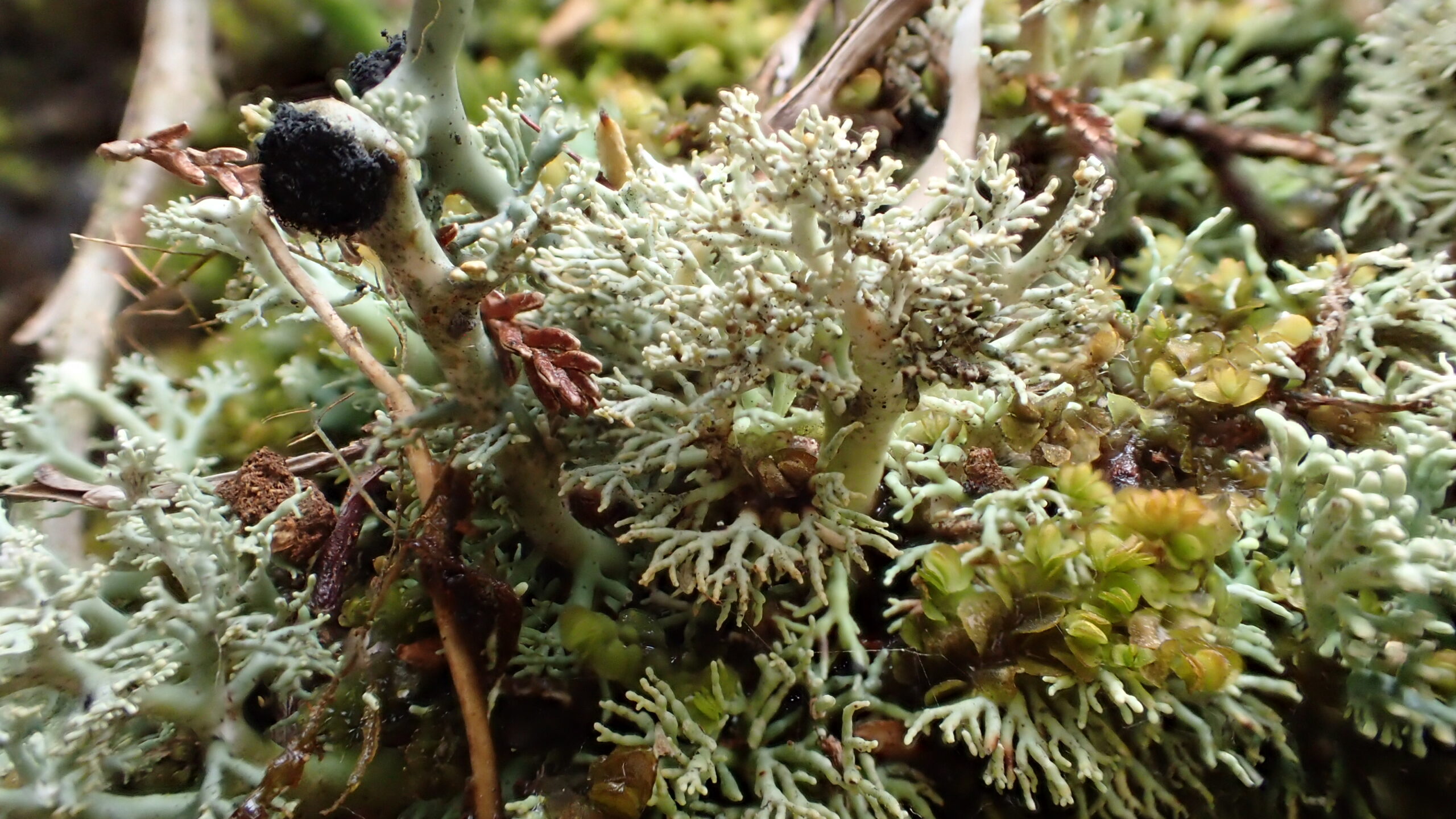Side Wood Ennerdale Lichen Report 16 May 2024 – Cumbria Lichens and ...