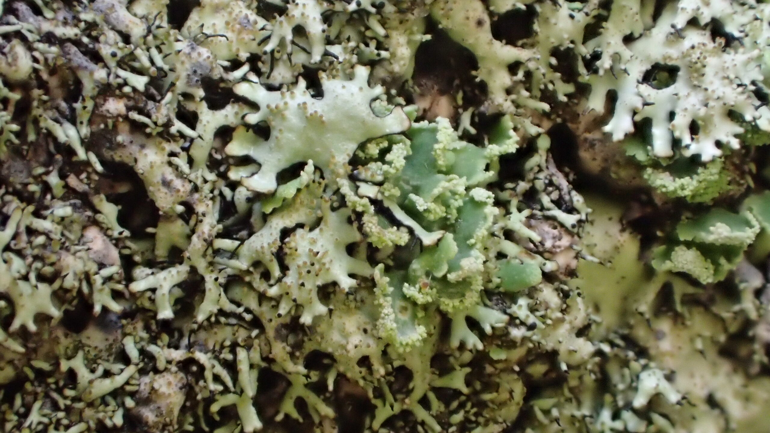 Scales Wood lichen trip report – 20 October 2024 – Cumbria Lichens and ...